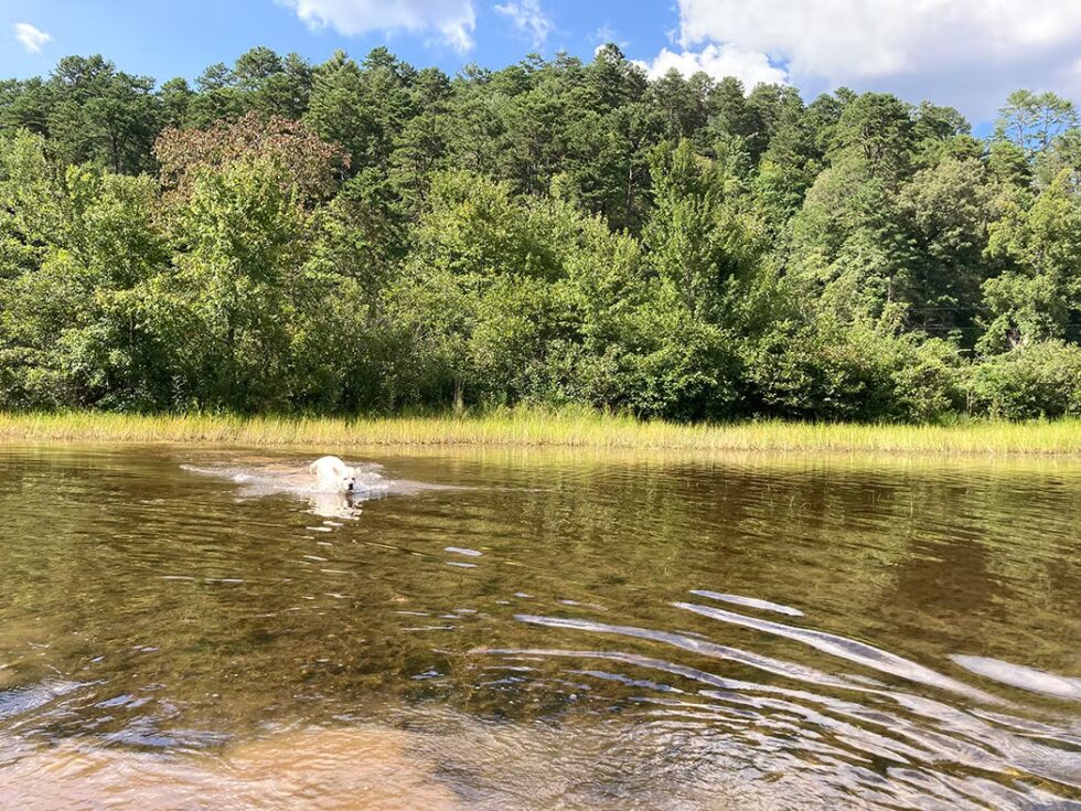 Paddling the Upper Narrows and River Section of Lake Rabun | Rabun ...