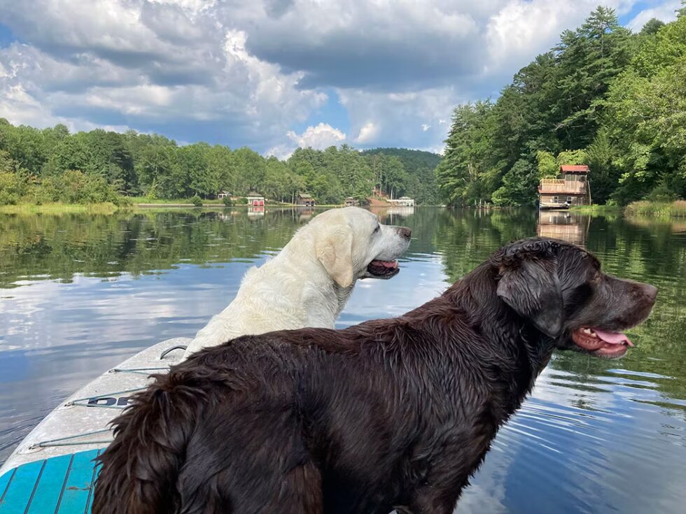 Paddling the Upper Narrows and River Section of Lake Rabun | Rabun ...